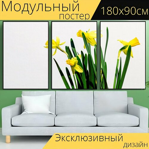 Модульный постер "Нарцисс, желтый, цветок" 180 x 90 см. для интерьера