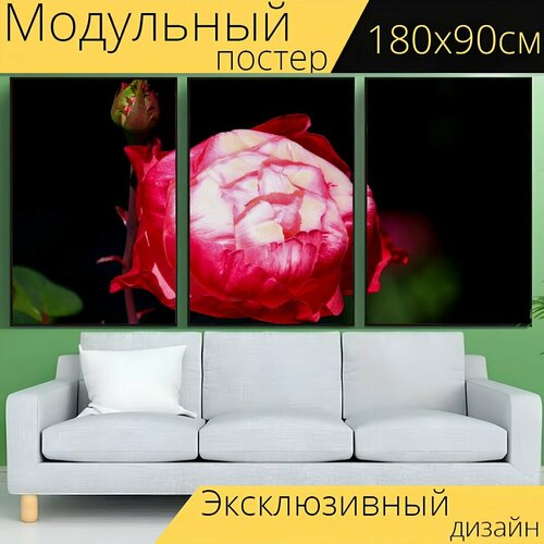 Модульный постер "Роза, цвести, бутон" 180 x 90 см. для интерьера
