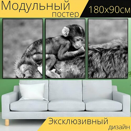 Модульный постер "Детеныш обезьяны, варварская макака, угрожать видам" 180 x 90 см. для интерьера