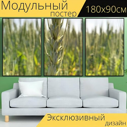 Модульный постер "Пшеница, пшеничная мука, зерна пшеницы" 180 x 90 см. для интерьера