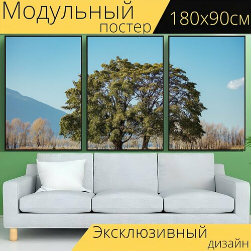 Модульный постер "Простой, сиамское дерево, чистое небо" 180 x 90 см. для интерьера