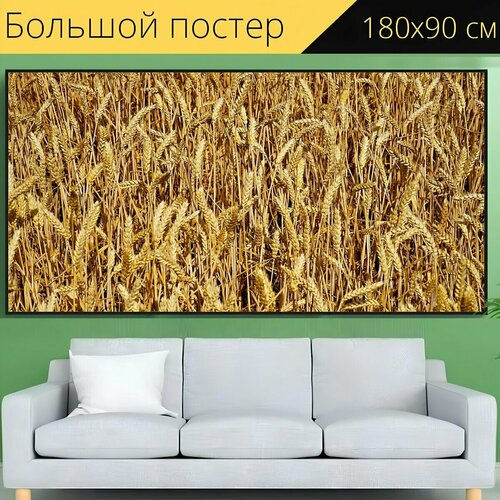Большой постер "Кукуруза, поле, сельское хозяйство" 180 x 90 см. для интерьера