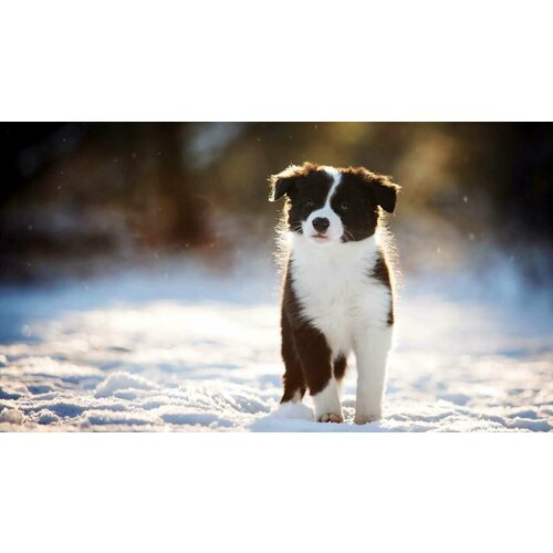 Картина на холсте 60x110 LinxOne "Собака взгляд зима снег друг" интерьерная для дома / на стену / на кухню / с подрамником