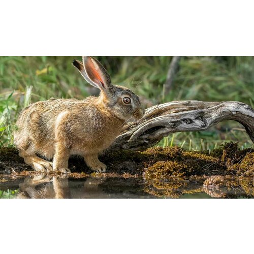 Картина на холсте 60x110 LinxOne "Природа уши мордочка кролик" интерьерная для дома / на стену / на кухню / с подрамником