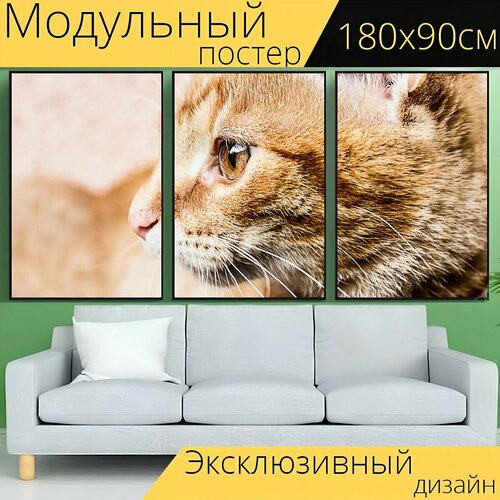 Модульный постер "Кот, шерсть, животное" 180 x 90 см. для интерьера