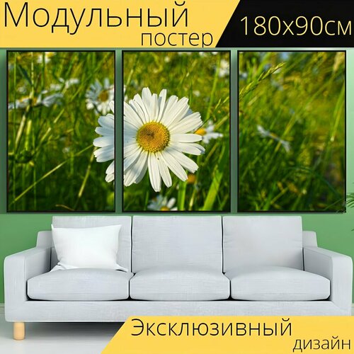 Модульный постер "Воловья маргаритка, маргаритка, цветок" 180 x 90 см. для интерьера