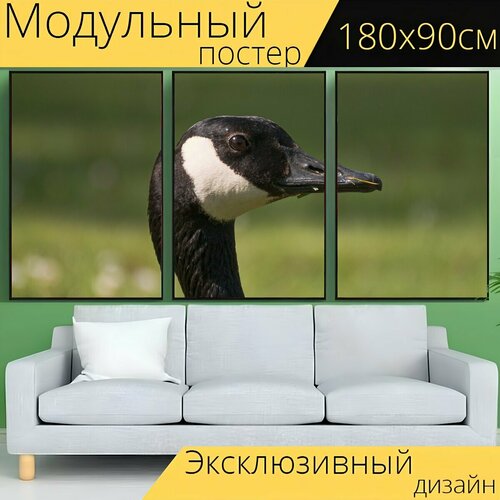 Модульный постер "Гусь, голова, природа" 180 x 90 см. для интерьера