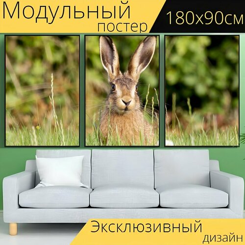 Модульный постер "Заяц, кролик, млекопитающее" 180 x 90 см. для интерьера