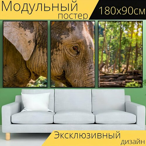 Модульный постер "Слон, животное, глаз" 180 x 90 см. для интерьера