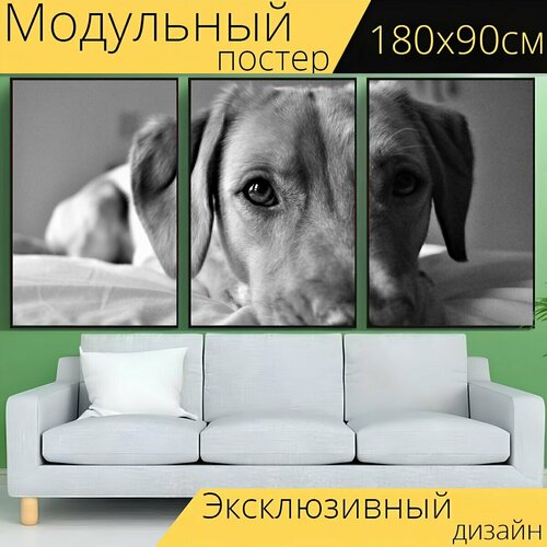 Модульный постер "Собака, домашний питомец, портрет" 180 x 90 см. для интерьера