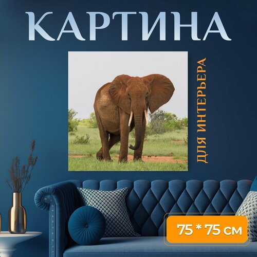 Картина на холсте "Дикая природа, млекопитающее, слон" на подрамнике 75х75 см. для интерьера