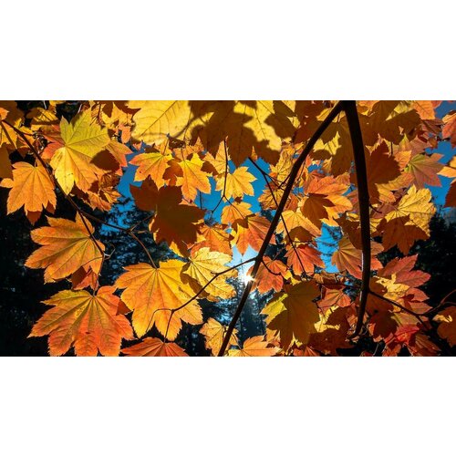 Картина на холсте 60x110 LinxOne "Небо деревья листья ветка осень" интерьерная для дома / на стену / на кухню / с подрамником