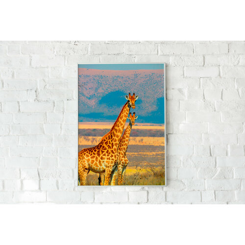 Плакат Жирафы/Сафари/Природа/ Плакат на стену 30х42 см / Постер формата А3