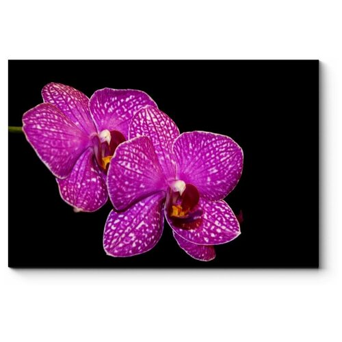 Модульная картина Тропическая орхидея 50x33