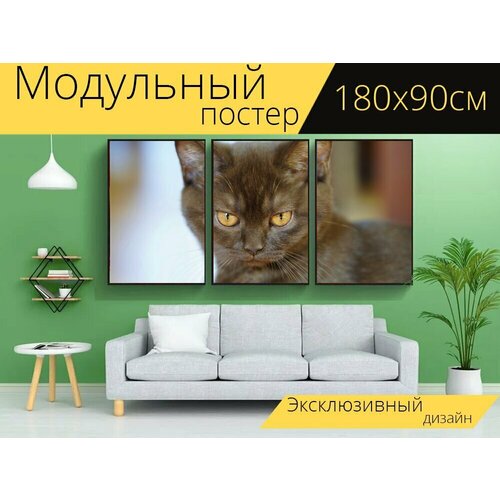 Модульный постер "Британская короткошерстная кошка, кот, котенок" 180 x 90 см. для интерьера