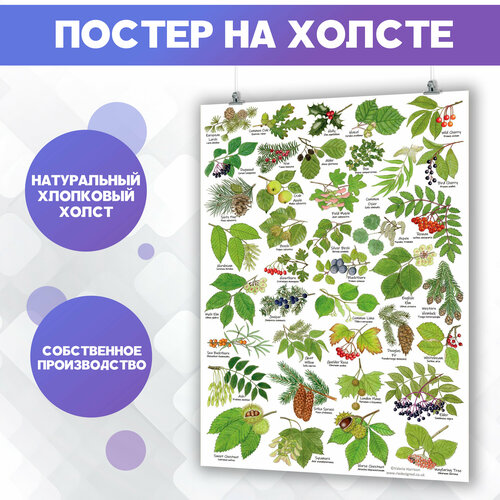 Постер виды растений (10) 30х40 см