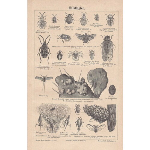 Плакат, постер на бумаге семейства насекомых/клещ/шишка/клоп/иллюстрация. Размер 42 х 60 см