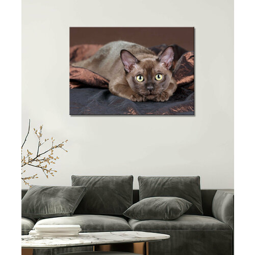 Картина - кошка, бурманская кошка, котёнок, тёмная кошка, ласковая кошка (42) 20х30