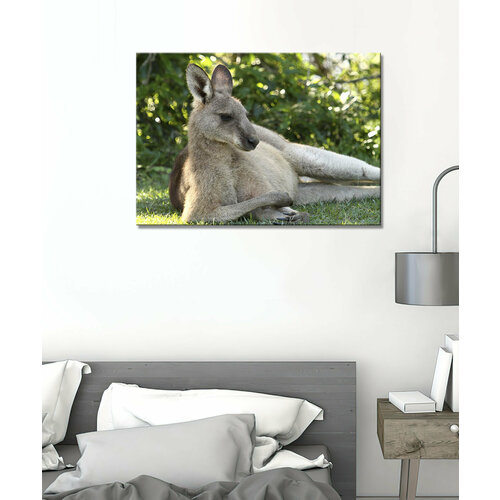 Картина - кенгуру, серый кенгуру, длинноухий кенгуру, кенгуру лежит на траве (32) 60х80