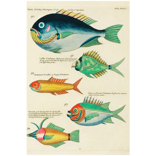 Постер / Плакат / Картина Рыбы - Разновидность морских рыб 40х50 см в подарочном тубусе