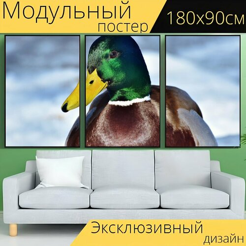 Модульный постер "Утка, селезень, водоплавающая птица" 180 x 90 см. для интерьера