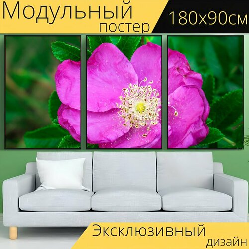 Модульный постер "Дикая роза, цвести, штамп" 180 x 90 см. для интерьера