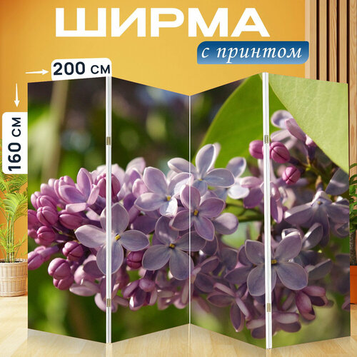 Ширма перегородка с принтом "Сирень, цветы, фиолетовый" на холсте - 200x160 см. для зонирования, раскладная