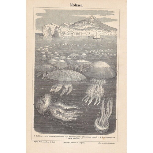 Плакат, постер на холсте медуза/морские иллюстрации/иллюстрация. Размер 30 х 42 см