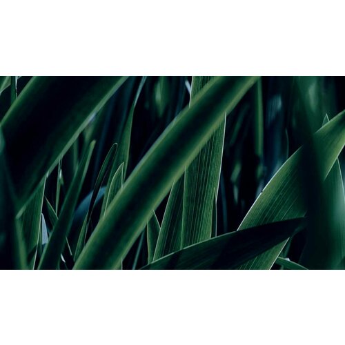 Картина на холсте 60x110 LinxOne "Трава лист макро" интерьерная для дома / на стену / на кухню / с подрамником