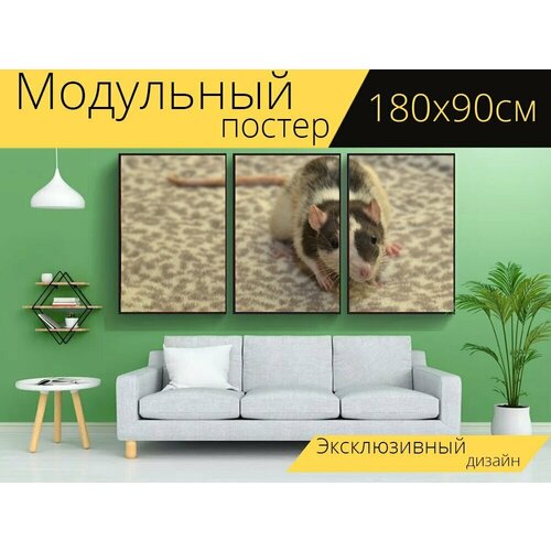 Модульный постер "Крыса, цветная крыса, грызун" 180 x 90 см. для интерьера