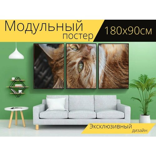 Модульный постер "Кошка, домашний питомец, полосатый кот" 180 x 90 см. для интерьера