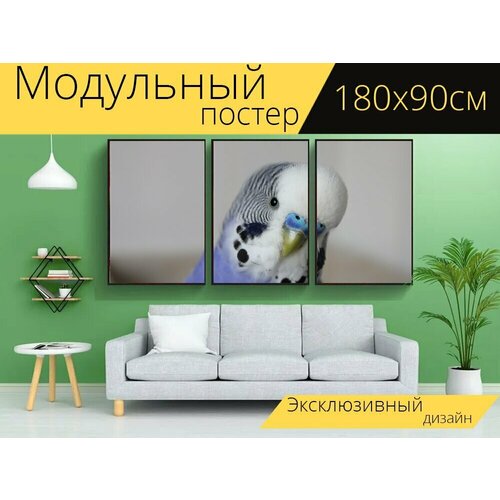 Модульный постер "Волнистый попугайчик, синий, попугай" 180 x 90 см. для интерьера