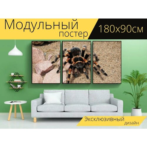 Модульный постер "Тарантул, паук, животное" 180 x 90 см. для интерьера