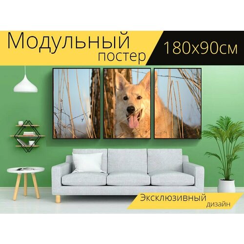 Модульный постер "Животное, собака, ездовая собака дворняга" 180 x 90 см. для интерьера