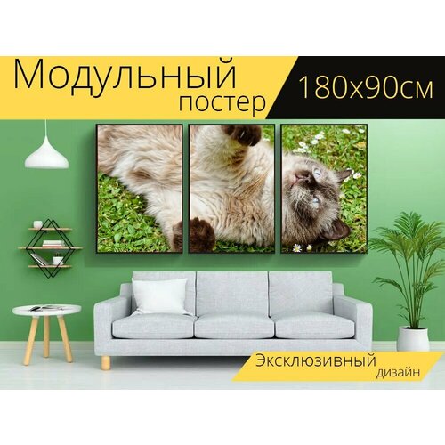 Модульный постер "Британская короткошерстная кошка, кот, домашнее животное" 180 x 90 см. для интерьера