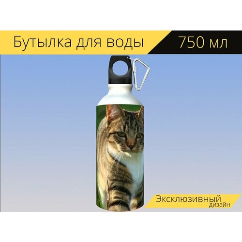 Бутылка фляга для воды "Кот, котенок, кот мальчик" 750 мл. с карабином и принтом