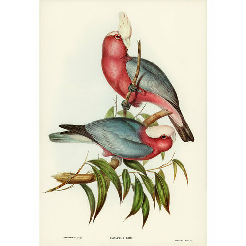 Плакат, постер на холсте Какаду с розовой грудью. Размер 21 х 30 см