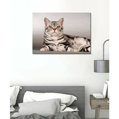 Картина - кошка, американская короткошёрстная кошка, домашняя кошка, ласковая кошка, кот (210) 20х30
