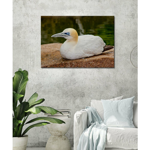 Картина - Олуша, птица олуша, олуша северная птица (4) 50х70