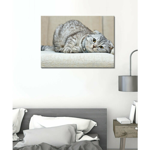 Картина - кошка, шотландская вислоухая кошка, домашняя кошка, ласковая кошка, кот (247) 50х70