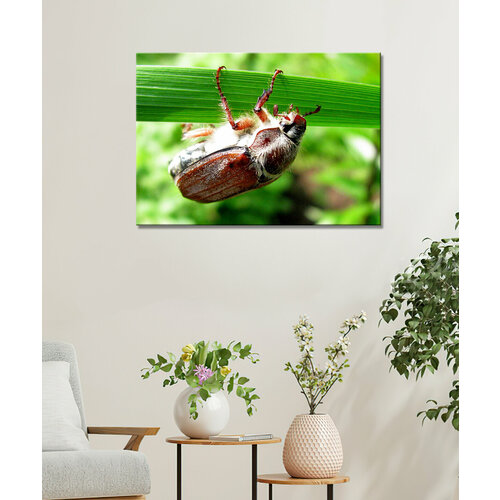 Картина - майский жук, жук, весна, крупный жук, природа, макро (5) 40х60