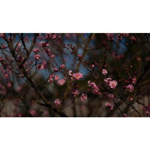 Картина на холсте 60x110 Альянс Лес "Цветы Сакура Макро Ветки Розовый" на подрамнике / интерьер/ декор