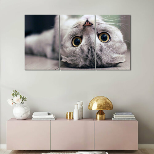 Модульная картина/Модульная картина на холсте/Модульная картина в подарок/ Шотландская вислоухая кошка - Scottish Fold Cat 180х100