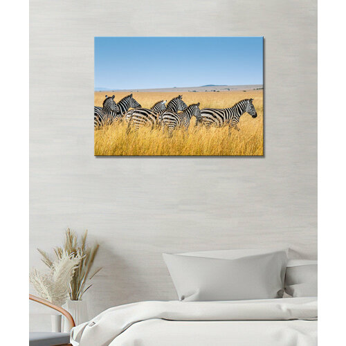 Картина - Зебры, полосатая зебра, красивая зебра, зебры в саванне (44) 40х60