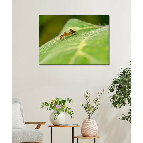 Картина - Муравей, муравей макро, муравей близко (25) 40х60