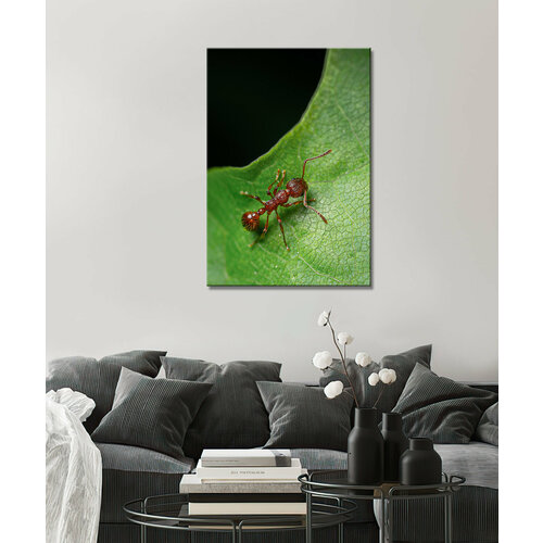 Картина -Муравей, муравей макро, муравей близко (42) 40х60