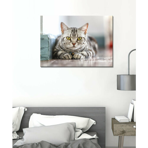 Картина - кошка, американская короткошёрстная кошка, домашняя кошка, ласковая кошка, кот (194) 60х80