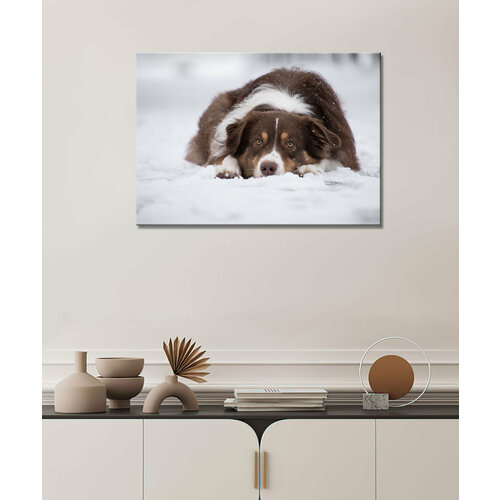 Картина - Австралийская овчарка, аусси, аусси собака, овчарка аусси, аусси шерсть, аусси мордочка (23) 50х70