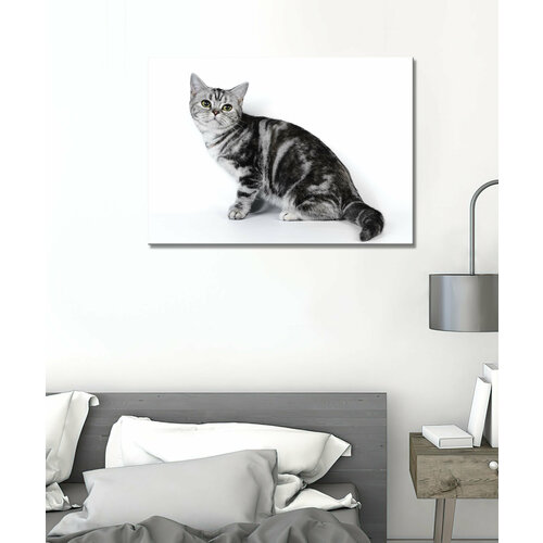 Картина - кошка, американская короткошёрстная кошка, домашняя кошка, ласковая кошка, кот (199) 60х80
