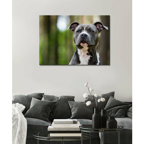 Картина - Американский стаффордширский Терьер, амстафф терьер, собака терьер, порода стафф терьер (9) 20х30